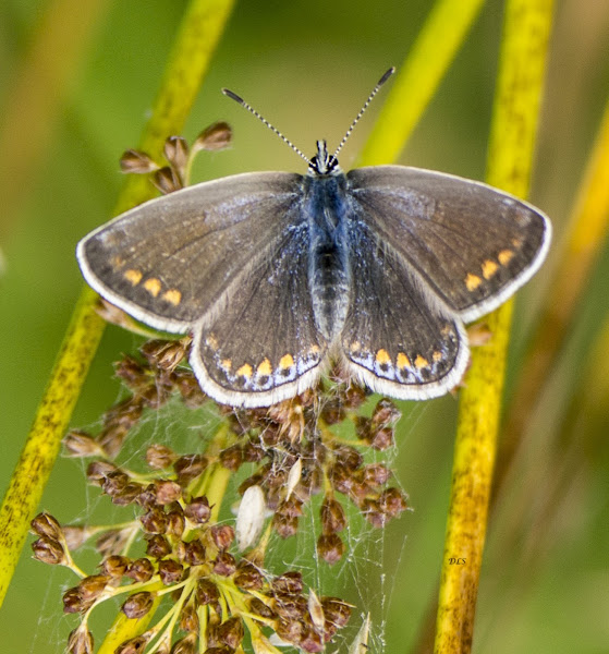 Common Blue (female) | Project Noah