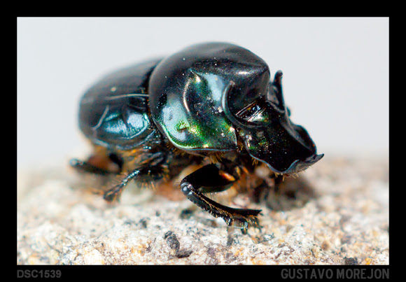 Escarabajo de cuernos curvos / Curved horns beetle | Project Noah