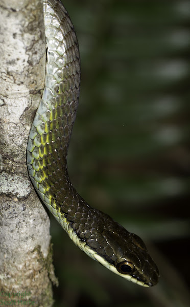 Northern Tree Snake | Project Noah