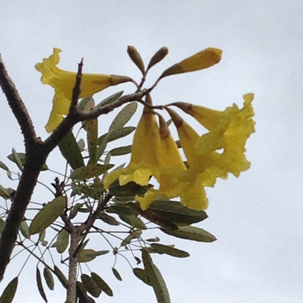 ROBLE AMARILLO | Project Noah