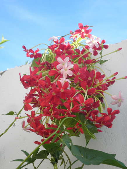 Piscuala. Chinese honeysuckle | Project Noah