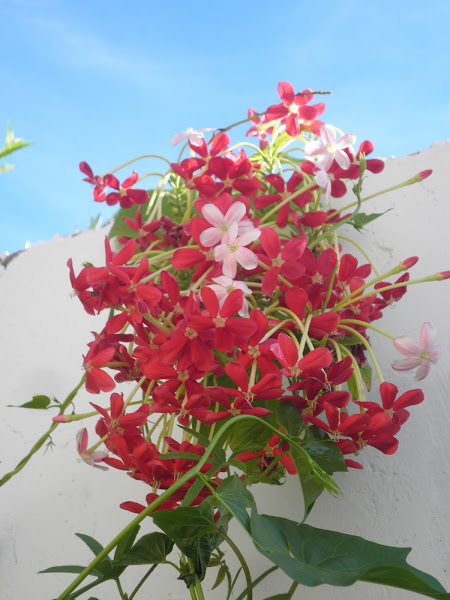 Piscuala. Chinese honeysuckle | Project Noah