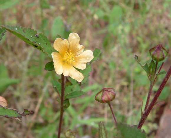 Fanpetals | Project Noah