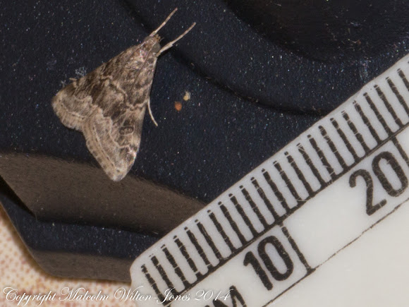 Cabbage Webworm | Project Noah