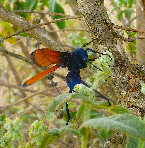 Giant Tarantula Hawk Wasp | Project Noah