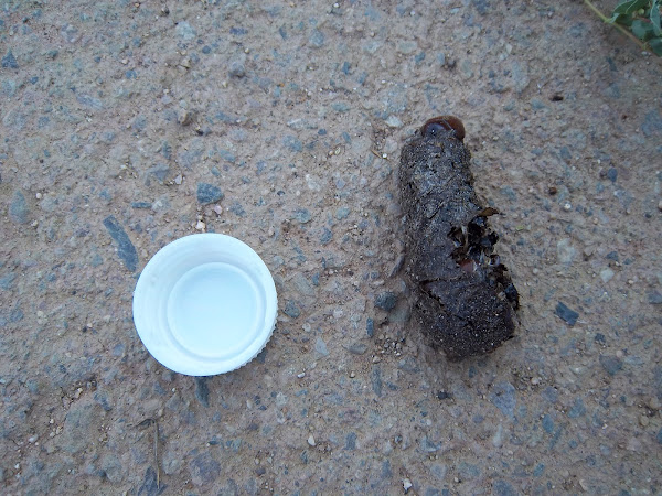 Sonoran Desert toad scat | Project Noah