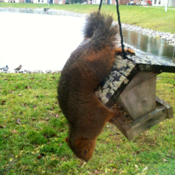 Fox Squirrel | Project Noah