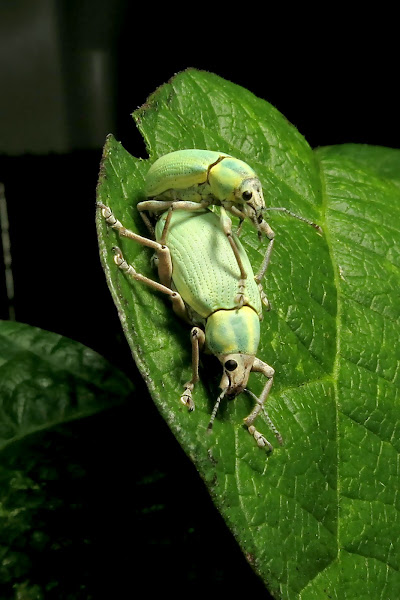 Blue-Green Citrus Root Weevil | Project Noah