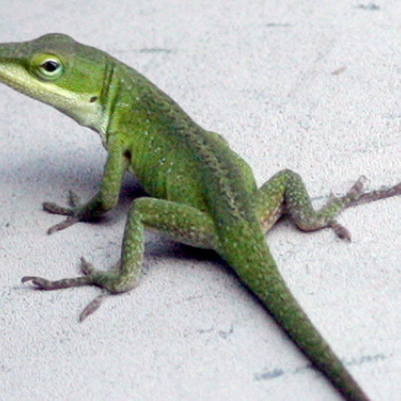American Chameleon, Carolina Anole | Project Noah