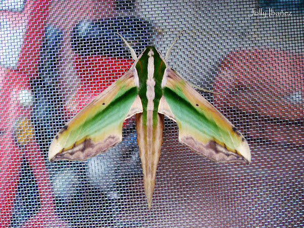 Green Hawk Moth | Project Noah