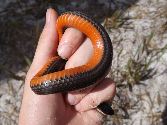 Swamp Snake | Project Noah