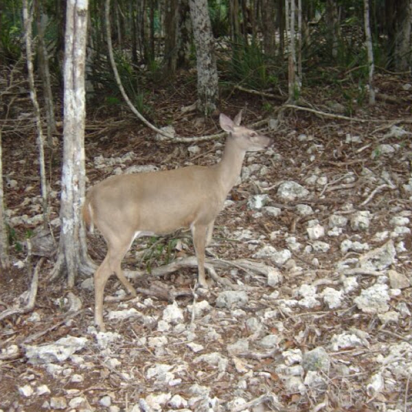 Yucatan Brown Brocket Deer | Project Noah