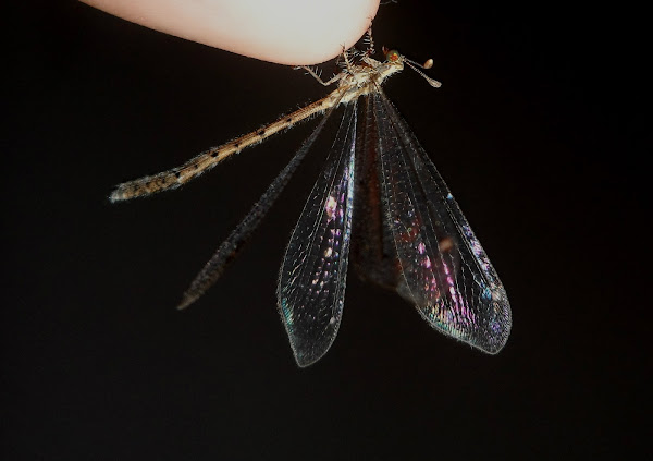 Ant-lion / Formiga-leão | Project Noah