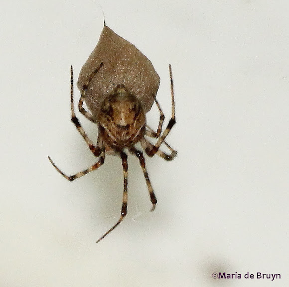 Common house spider | Project Noah