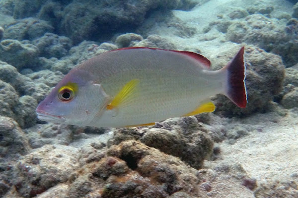 Blacktail Snapper | Project Noah
