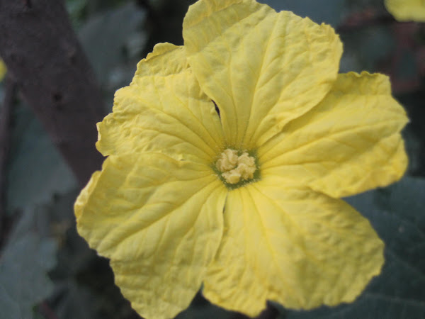 TURIA [VEGETABLE] FLOWER | Project Noah