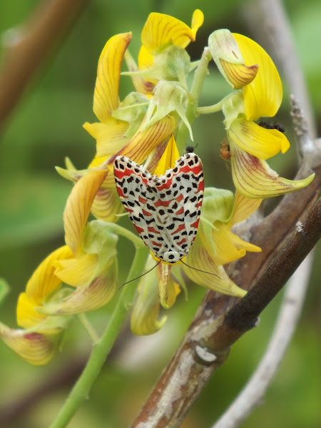 Crimson-speckled Flunkey | Project Noah