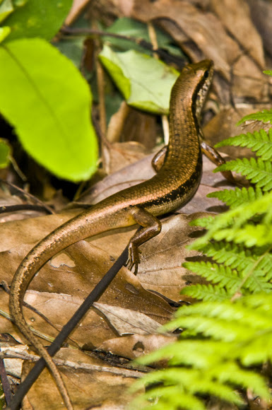 Slender Forest Skink | Project Noah