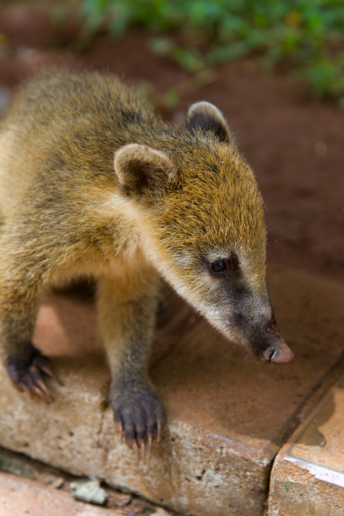 Quati | Project Noah