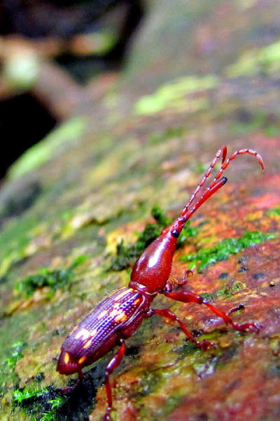 Brentid Weevil | Project Noah