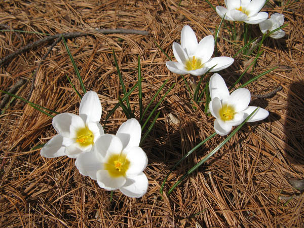 Snowbunting crocus | Project Noah