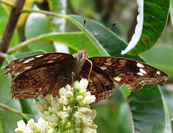 Brown commodore | Project Noah