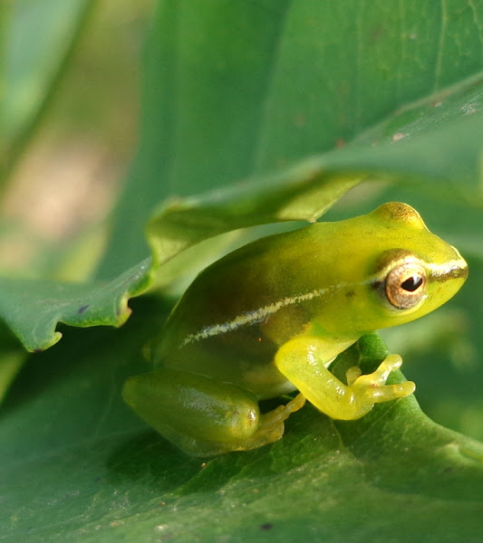 Tree frog | Project Noah