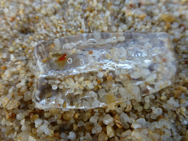 Comb Jelly | Project Noah