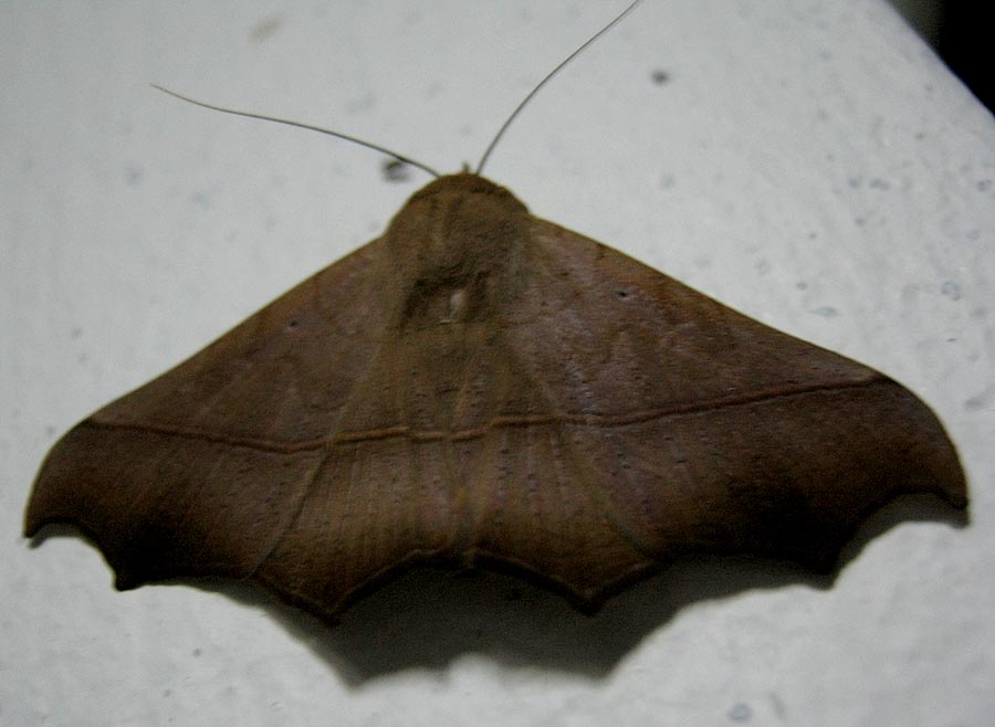 Bat moth | Project Noah