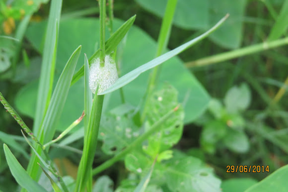 Spittlebug Froth Nest | Project Noah