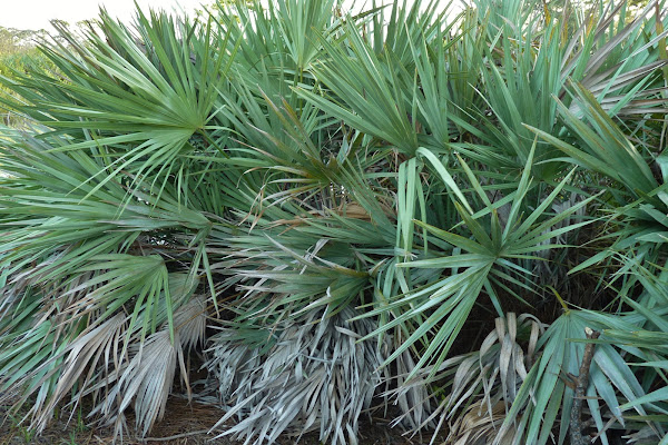 Silver Saw Palmetto | Project Noah