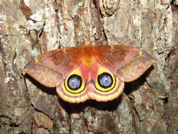 Io Moth (female) | Project Noah