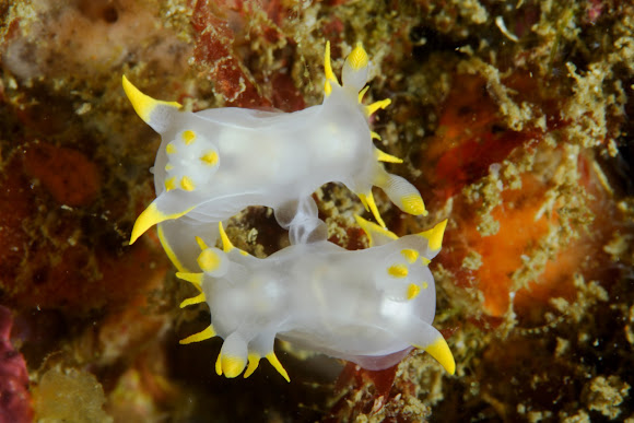 Nudibranchs | Project Noah