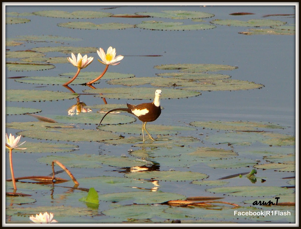 Pheasant-tailed Jacana | Project Noah