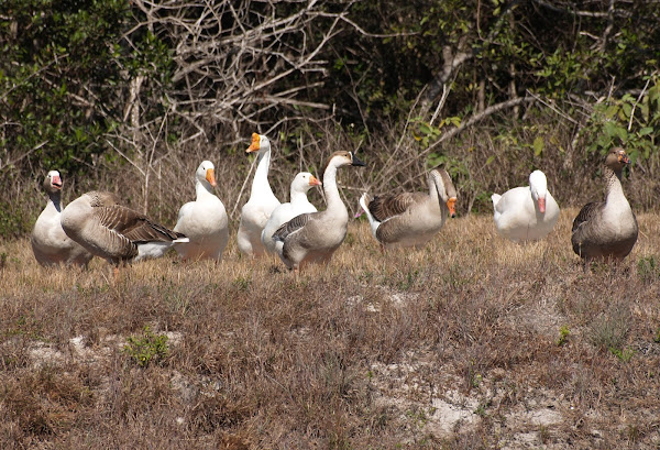 Swan/Geese hybrids with possible wild | Project Noah