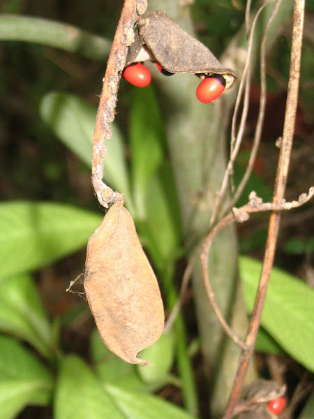 കുന്നിക്കുരു, गुंज , Crab's eye, rosary pea, John Crow Bead, precatory ...