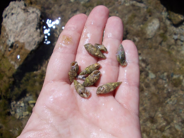 Bittium reticulatum | Project Noah