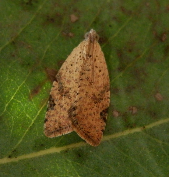 Light Brown Apple Moth | Project Noah