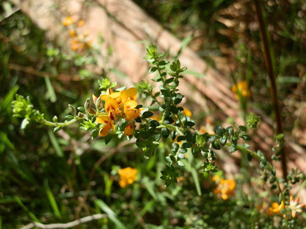 Golden Bush-pea | Project Noah
