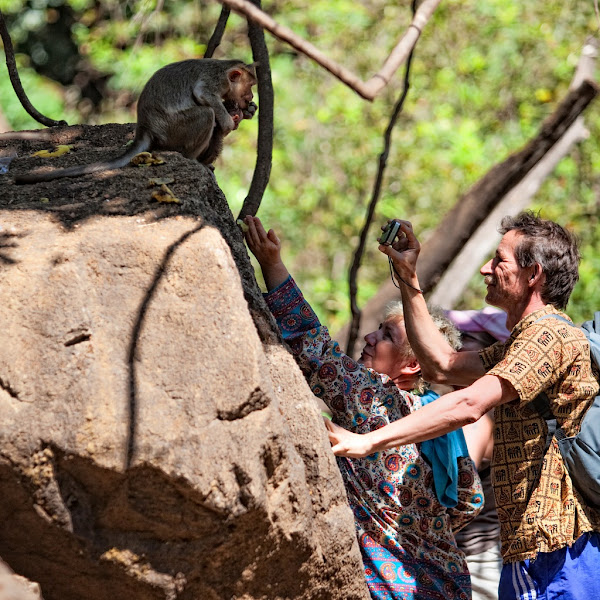 monkeys | Project Noah