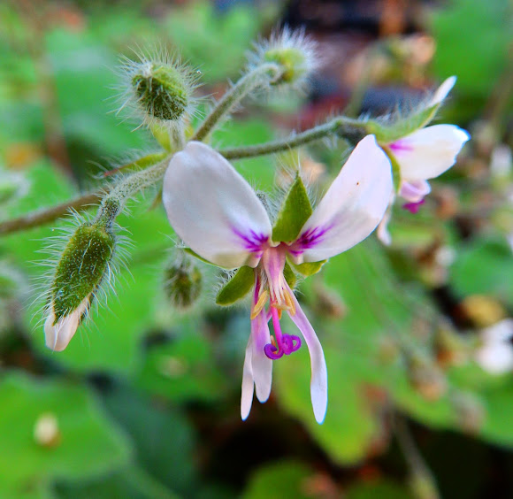 Pine scented geranium | Project Noah