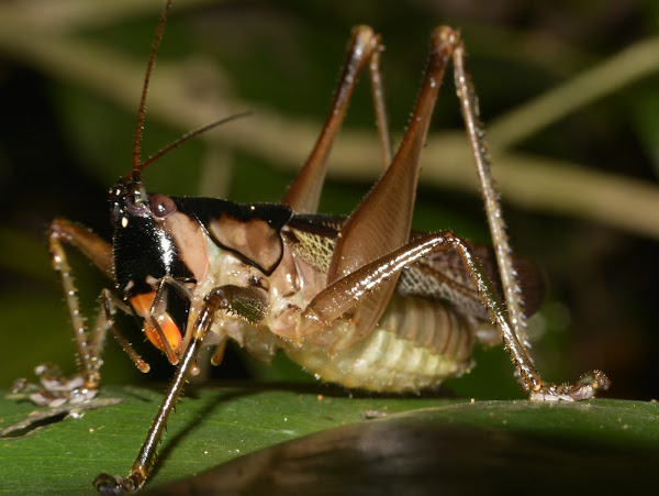 Grasshopper | Project Noah