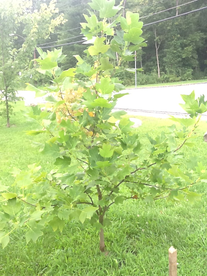 Tulip Tree | Project Noah