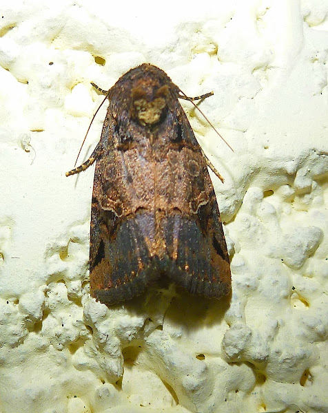 Noctuid Moth | Project Noah