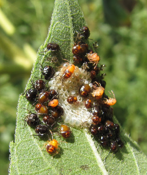 Green Stink Bug nymphs | Project Noah