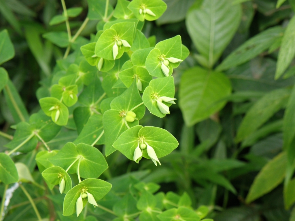 Dudhi, Square Root Plant,Common Hill Splurge | Project Noah