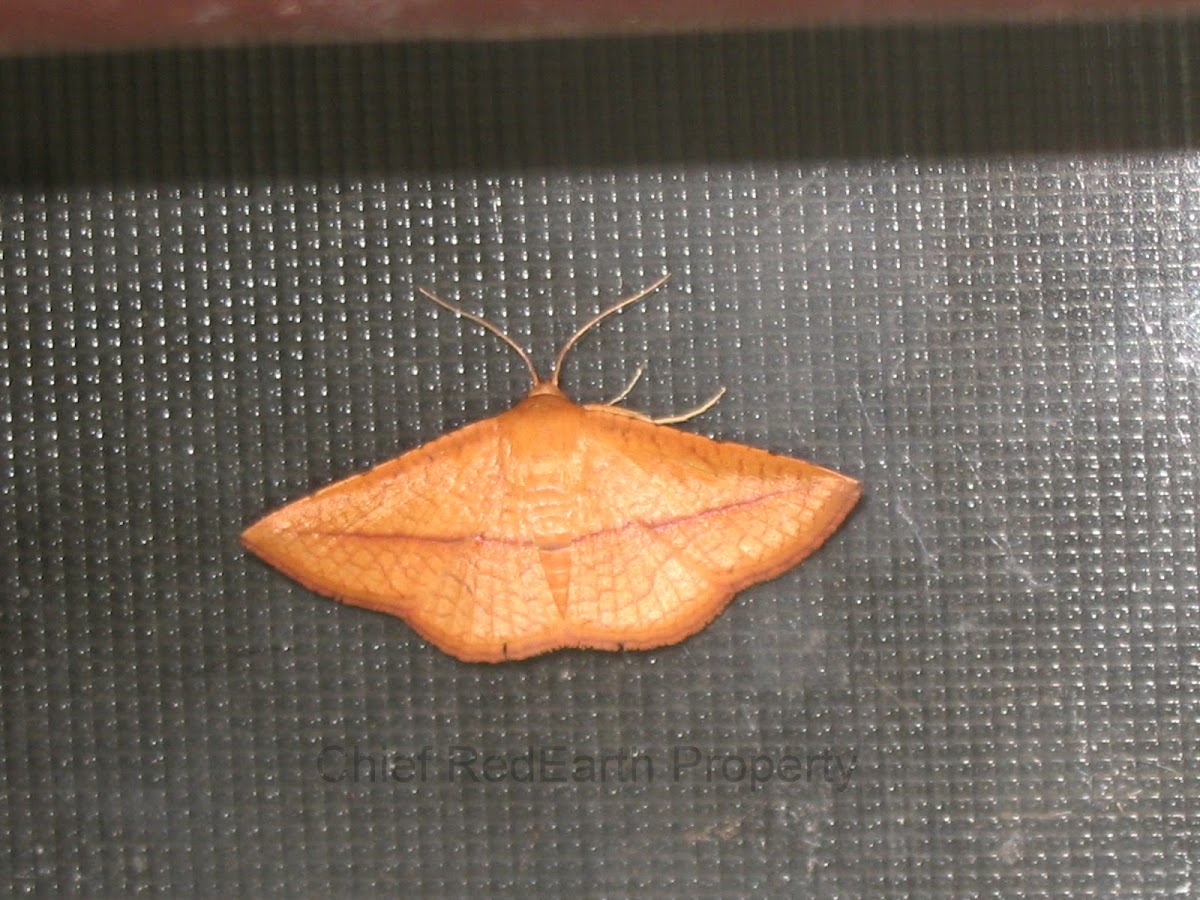 Thyrididae Moth | Project Noah