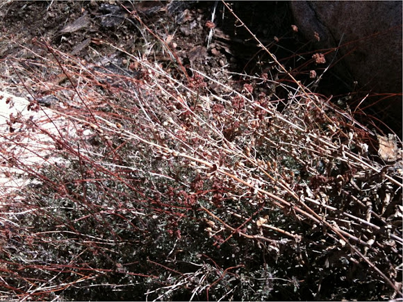 Buck weed | Project Noah