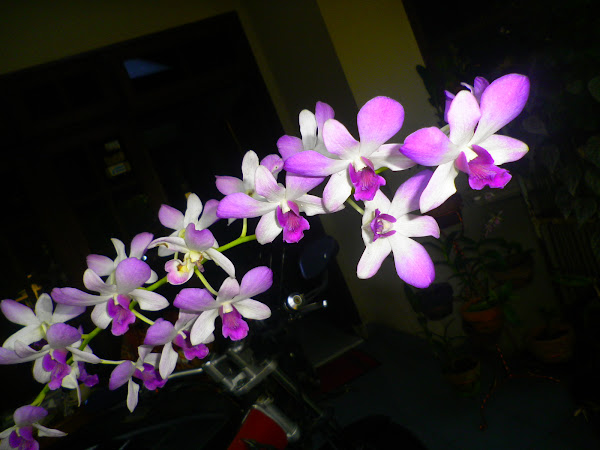 Dendrobium | Project Noah