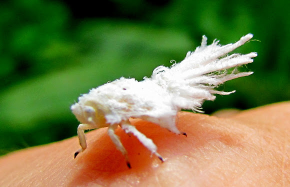 Wooly Afid (Angelflies) | Project Noah